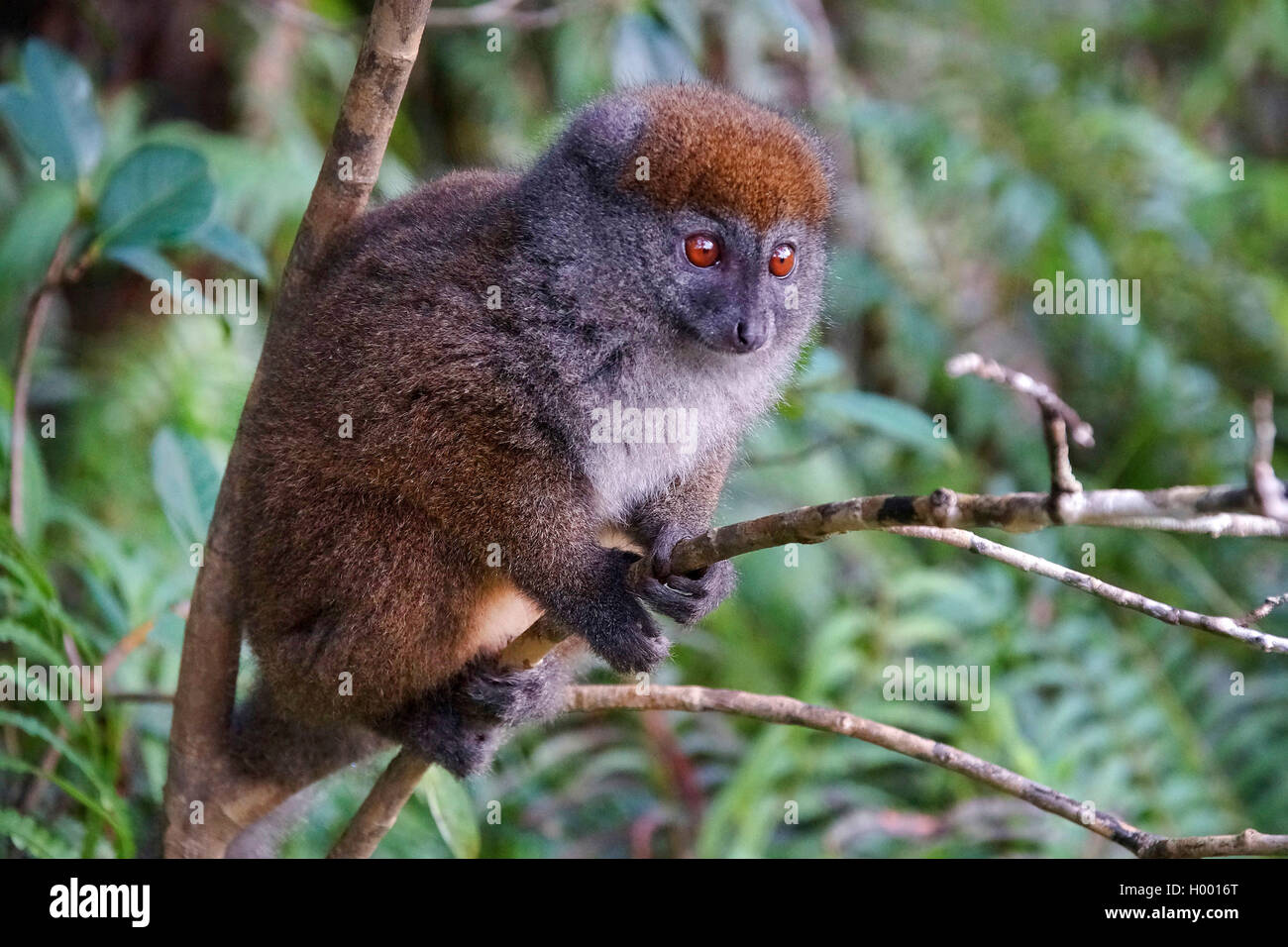 Lac Alaotra bamboo lemur, Lac Alaotra gentle lemur, Alaotran bamboo ...