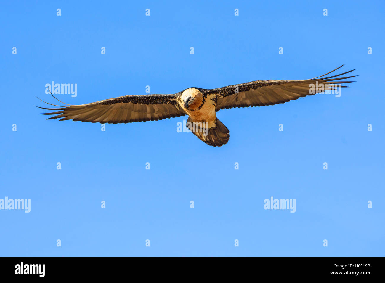 Bartgeier, Bart-Geier, Laemmergeier, Laemmer-Geier (Gypaetus barbatus ...