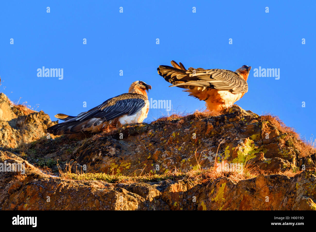 Bartgeier, Bart-Geier, Laemmergeier, Laemmer-Geier (Gypaetus barbatus ...