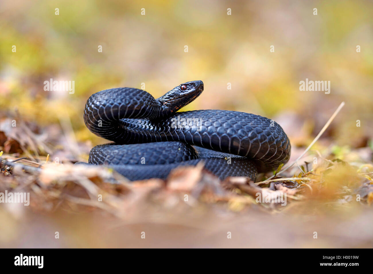 adder, common viper, common European viper, common viper (Vipera berus ...