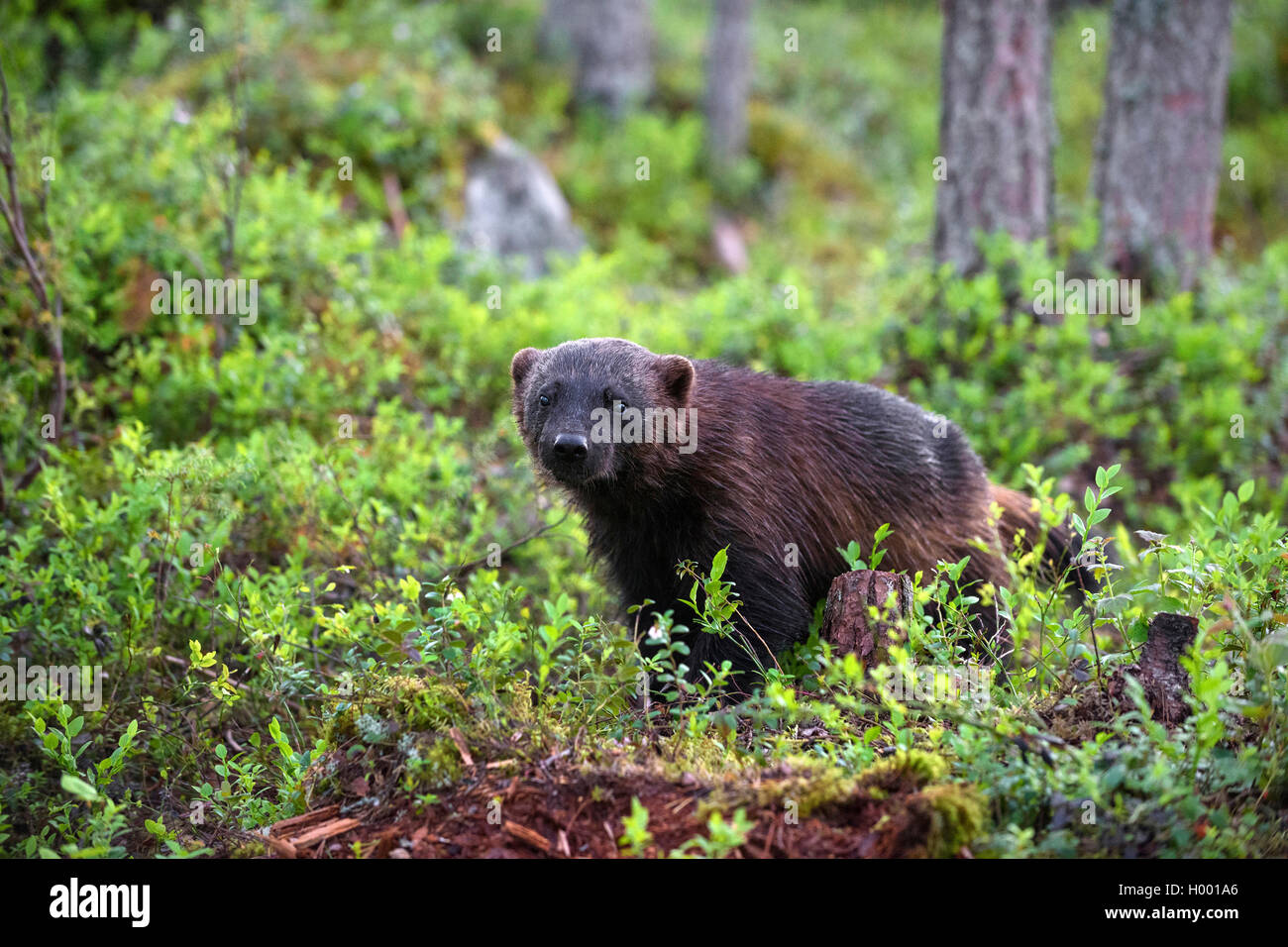 Wolverine animal with prey hi-res stock photography and images - Alamy