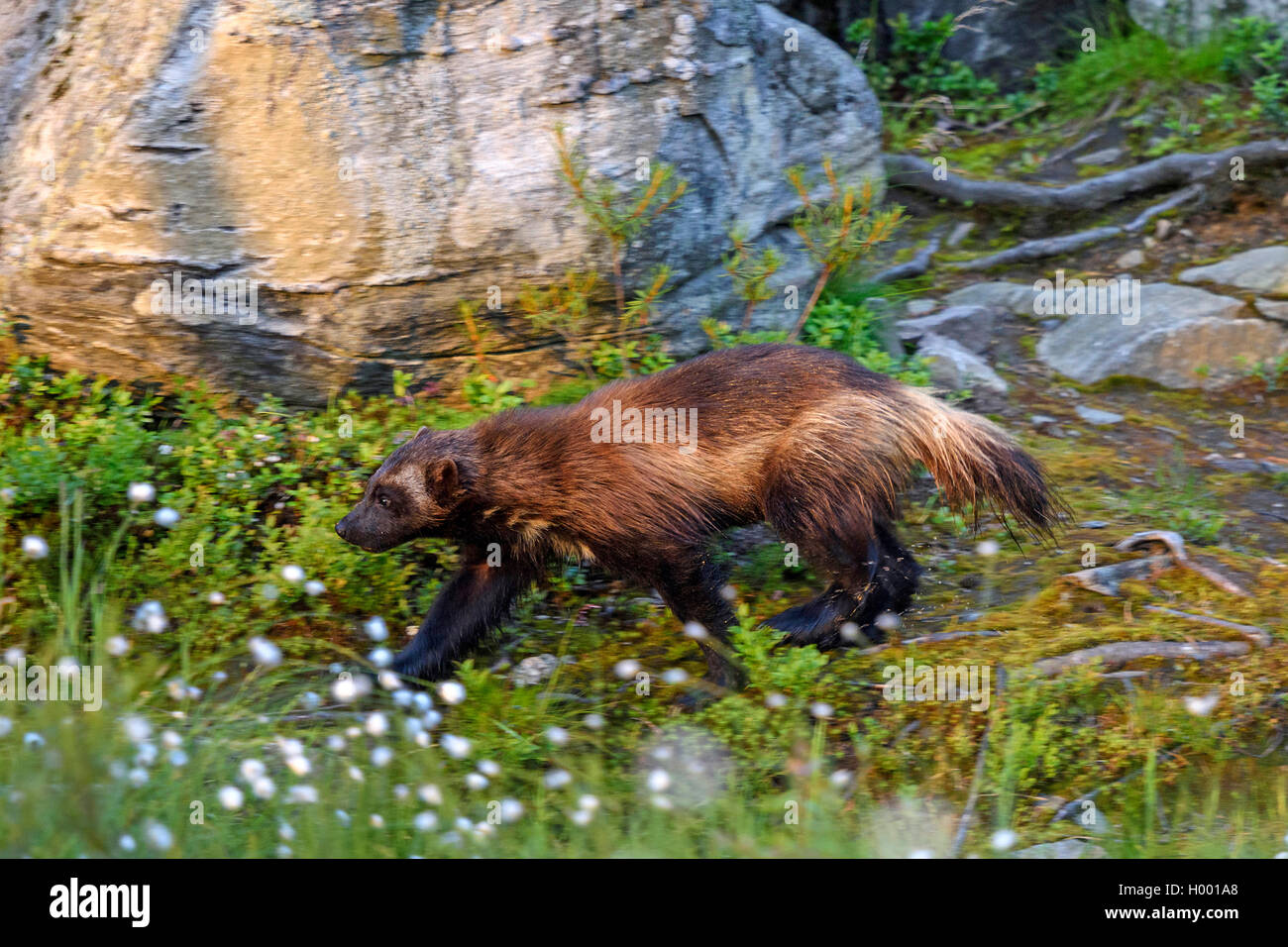 Wolverine animal with prey hi-res stock photography and images - Alamy