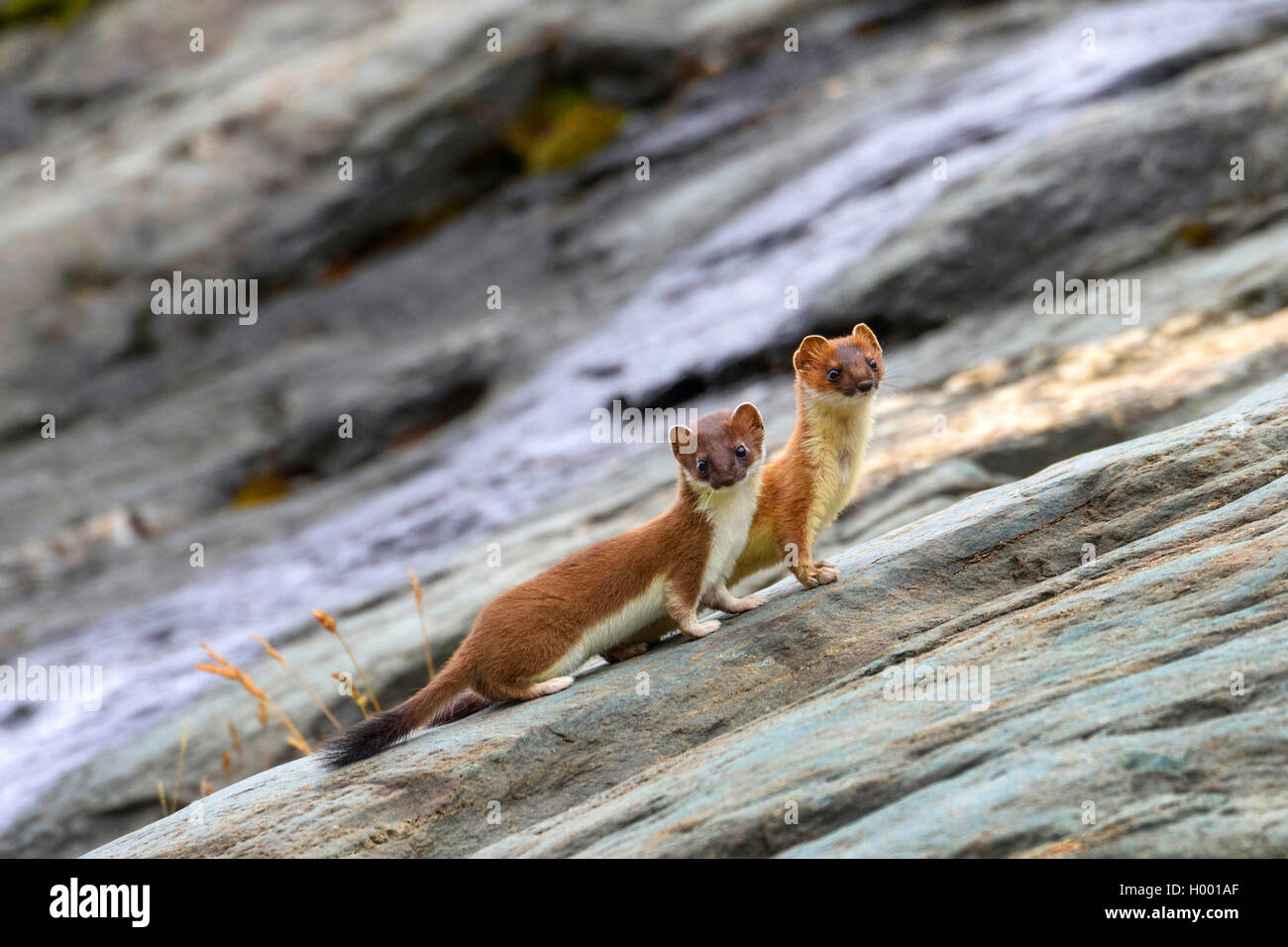 Ermines hi-res stock photography and images - Alamy