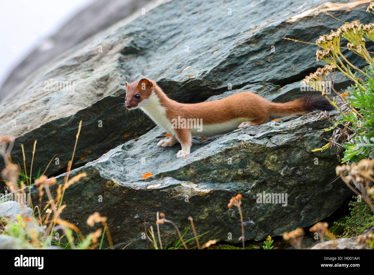 Ermine, Stoat, Short-tailed weasel (Mustela erminea), stands on a rock ...
