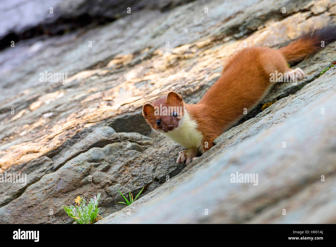 Ermine, Stoat, Short-tailed weasel (Mustela erminea), stands on a rock ...