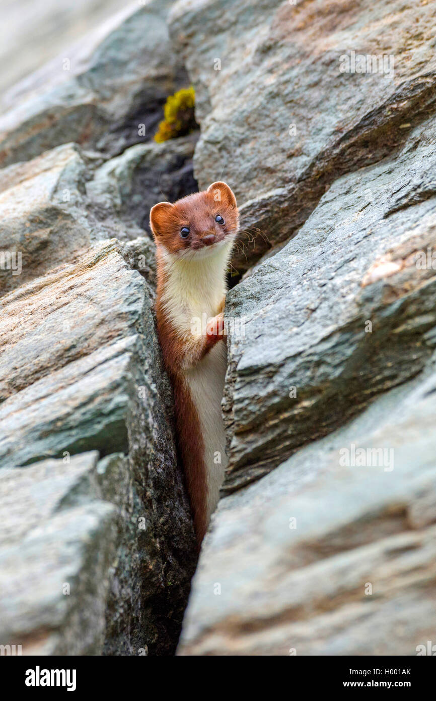 Ermine, Stoat, Short-tailed weasel (Mustela erminea), in a rock crevice ...
