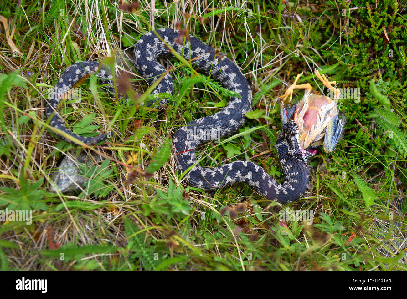 adder, common viper, common European viper, common viper (Vipera berus ...