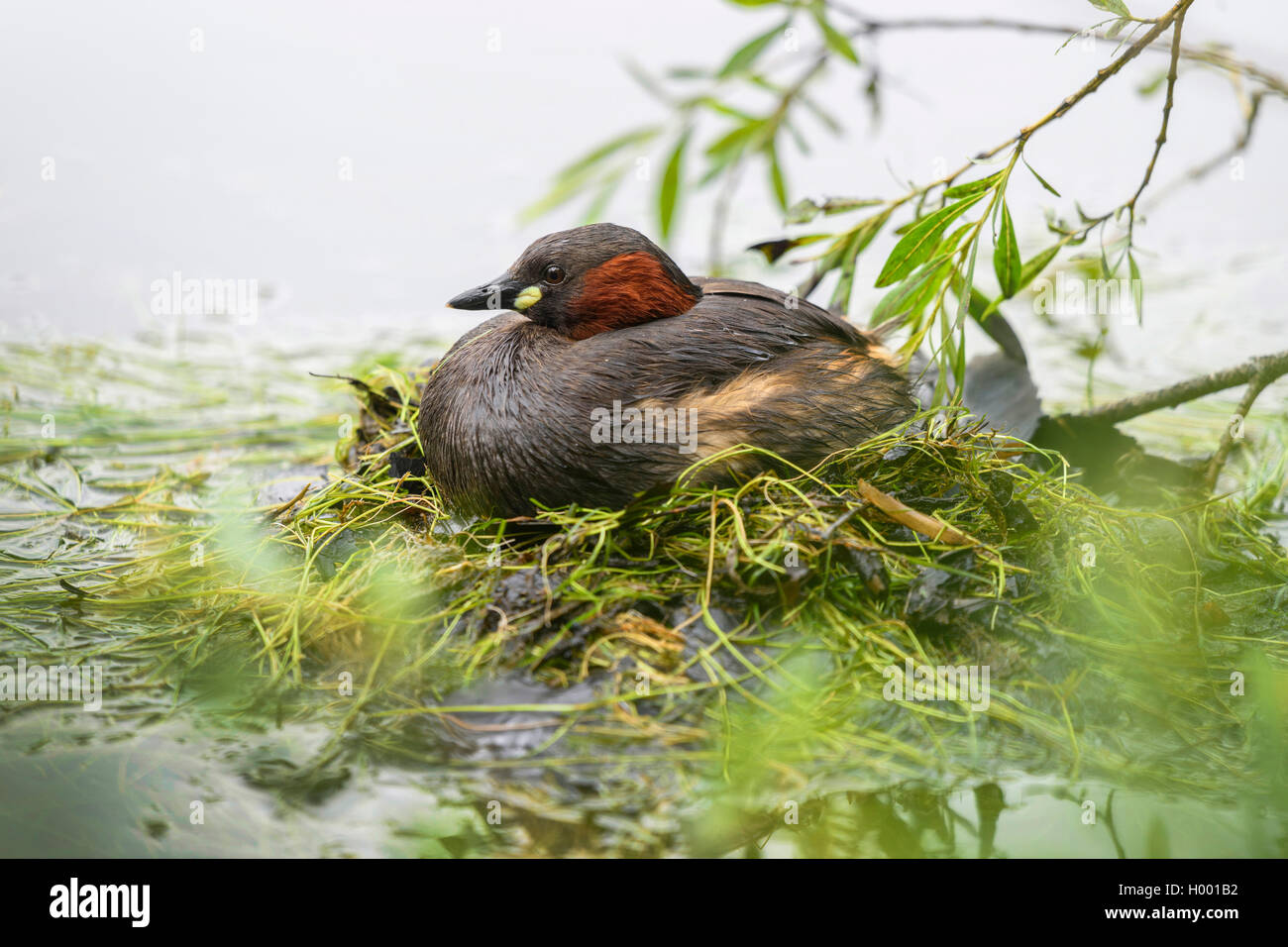 little grebe (Podiceps ruficollis, Tachybaptus ruficollis), sitting on ...
