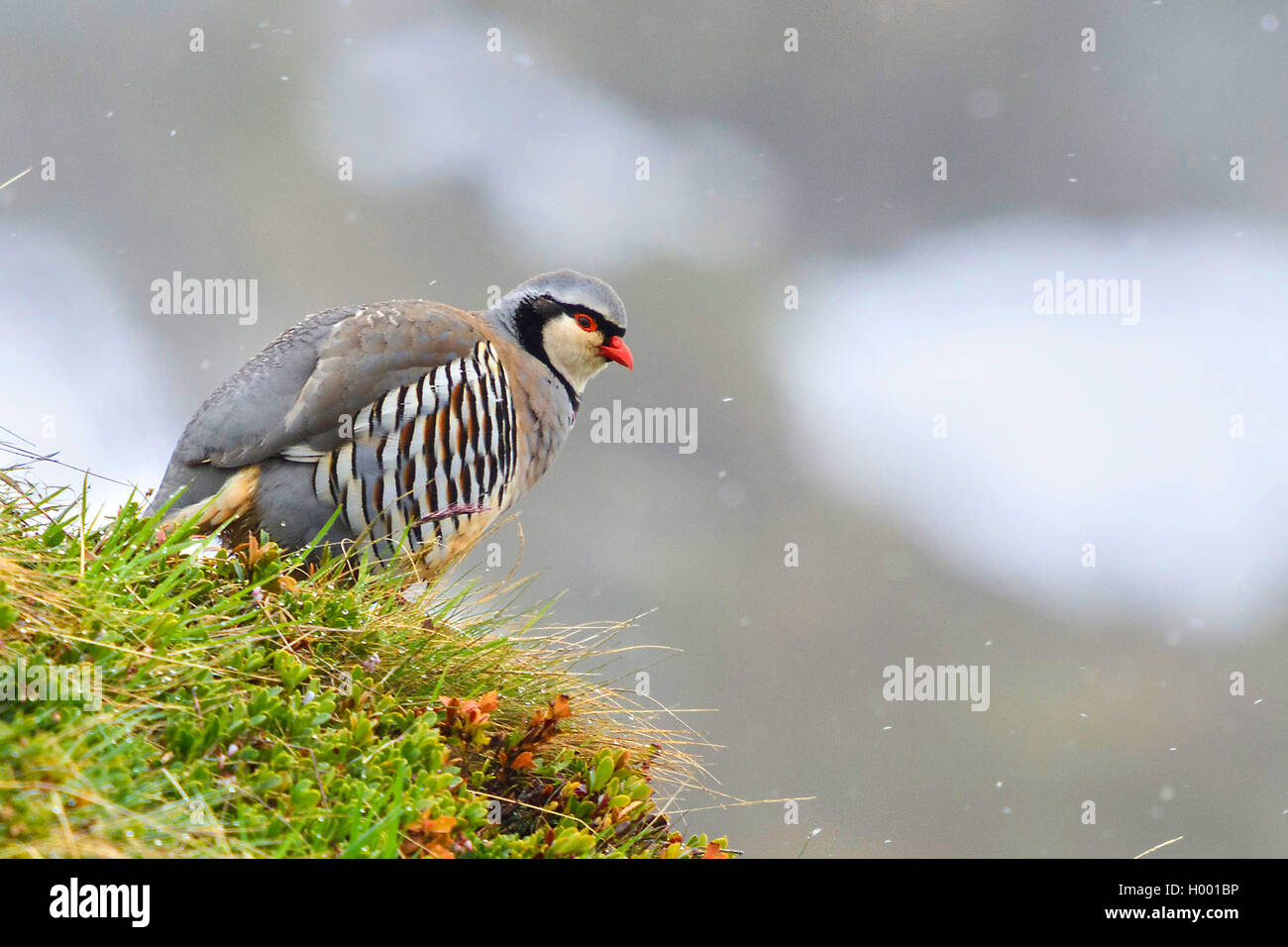 Alectoris Graeca Stock Photos & Alectoris Graeca Stock Images - Alamy