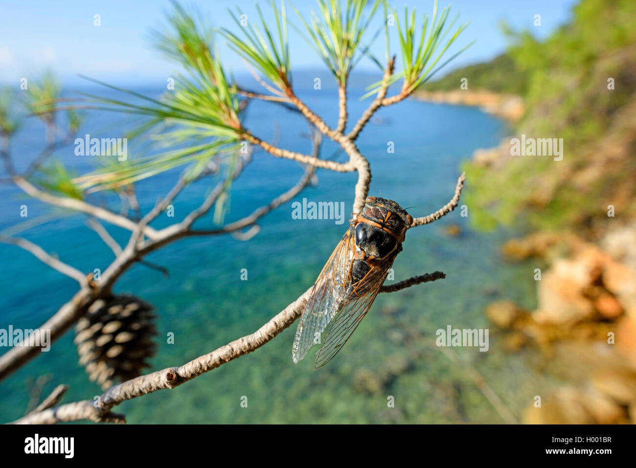 Common Southern European cicada (Lyristes plebejus, Lyristes plebeius ...