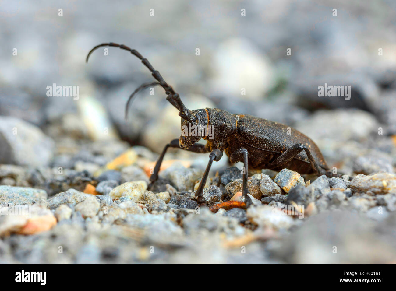 Weaver beetle hi-res stock photography and images - Alamy