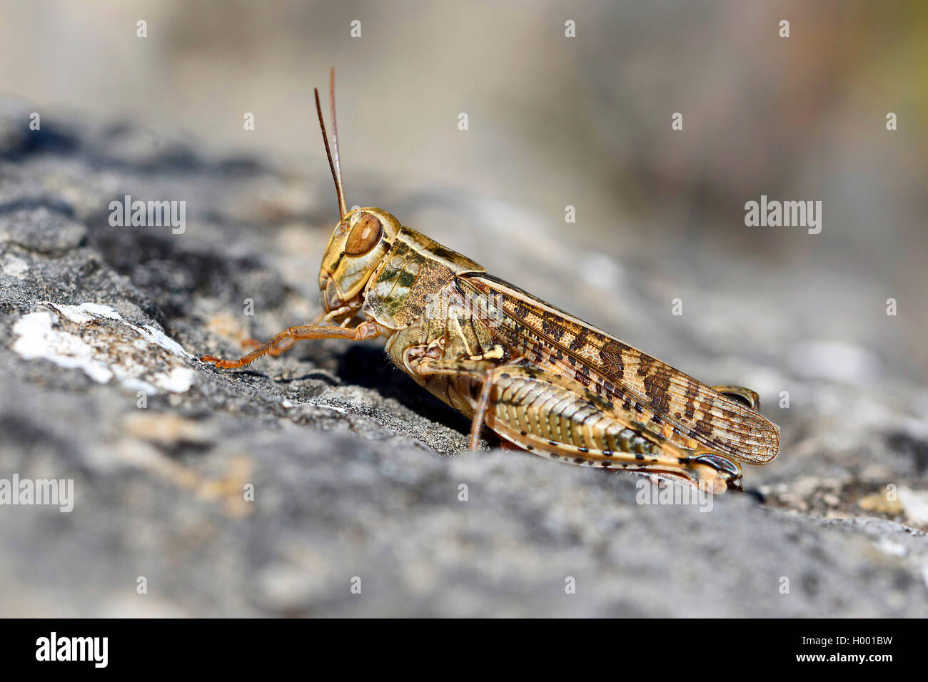 Italian Locust Calliptamus Italicus High Resolution Stock Photography ...