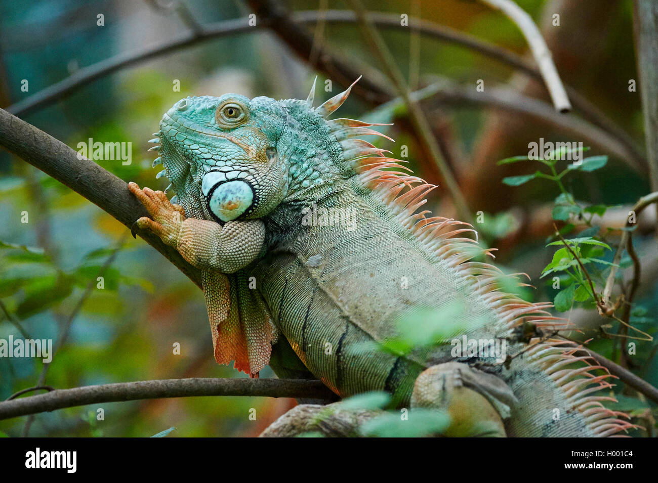 green iguana, common iguana (Iguana iguana), climbs on a branch Stock ...