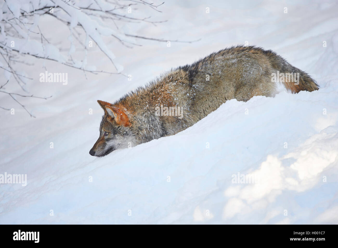 European gray wolf (Canis lupus lupus), in snow, Germany, Bavaria ...