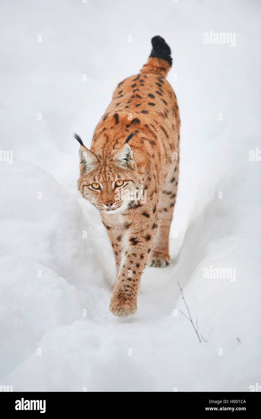 Carpathian lynx (Lynx lynx carpathicus), walking in snow, front view ...
