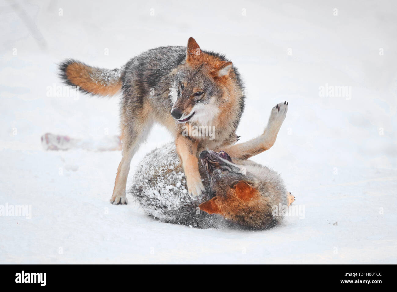 Two wolves fight hierarchy in hi-res stock photography and images - Alamy
