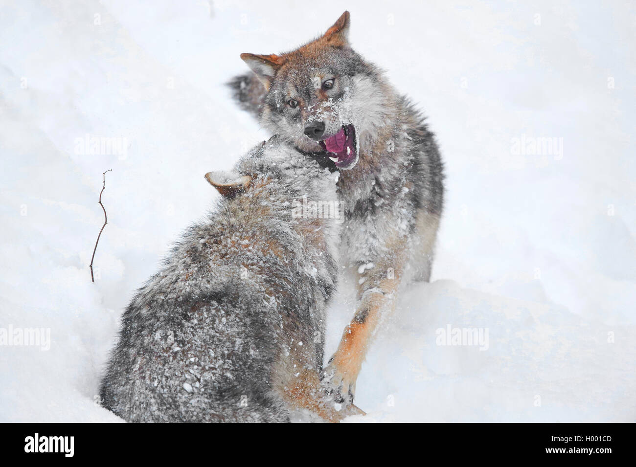 Woelfe hi-res stock photography and images - Alamy