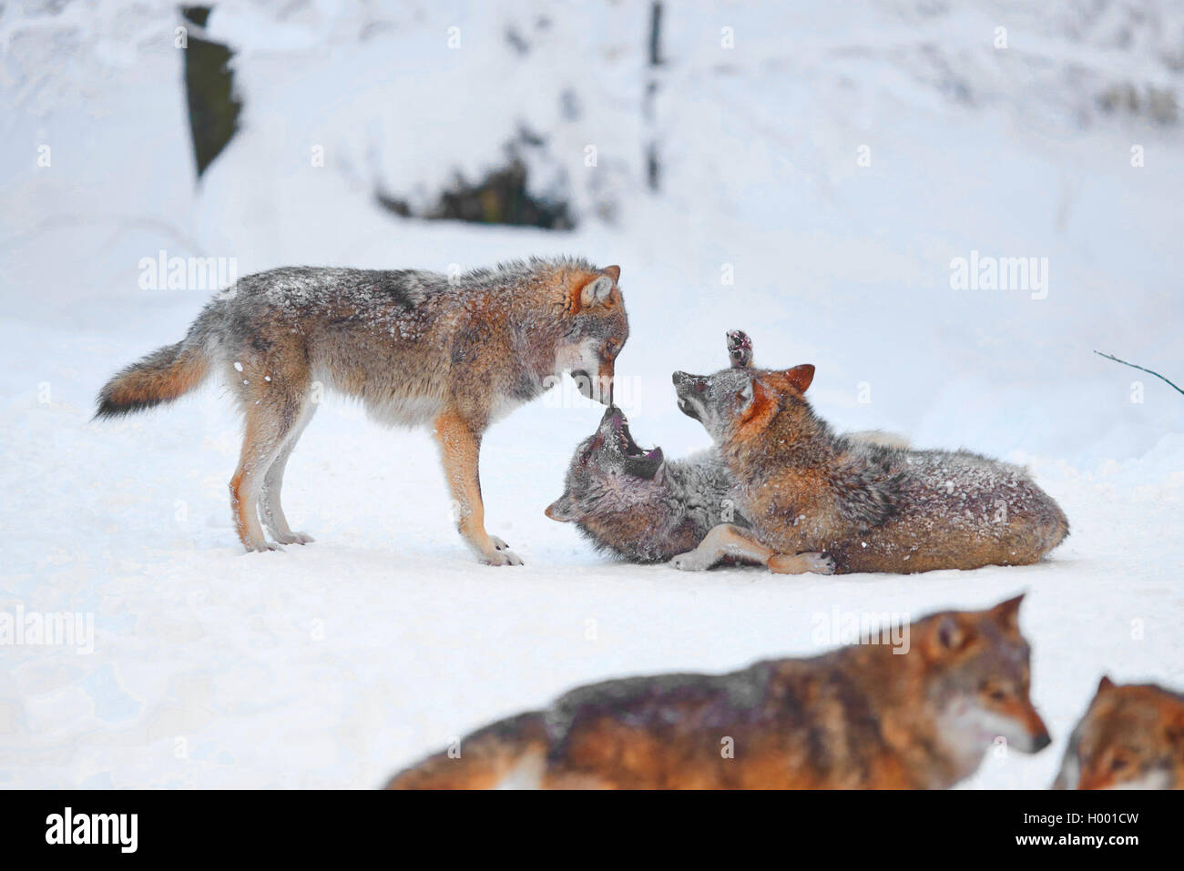 European gray wolf (Canis lupus lupus), pack of wolves in snow, Germany ...