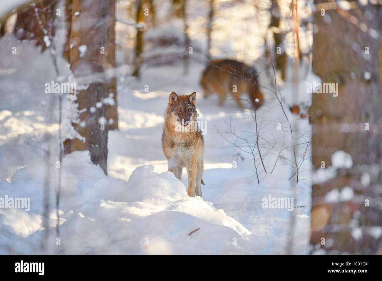 European gray wolf (Canis lupus lupus), standing in snow in a winter ...