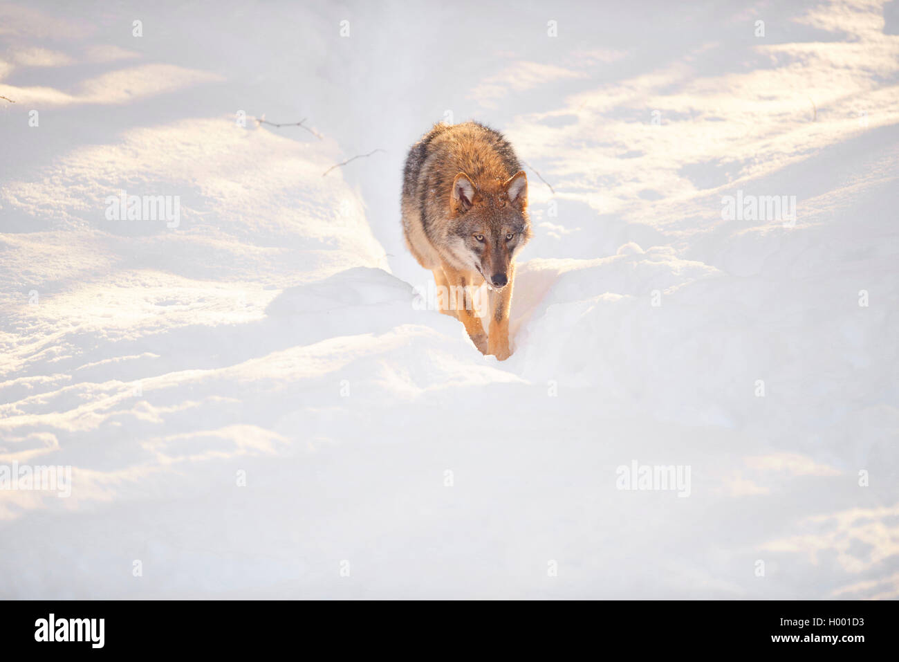 European gray wolf (Canis lupus lupus), in snow, Germany, Bavaria ...