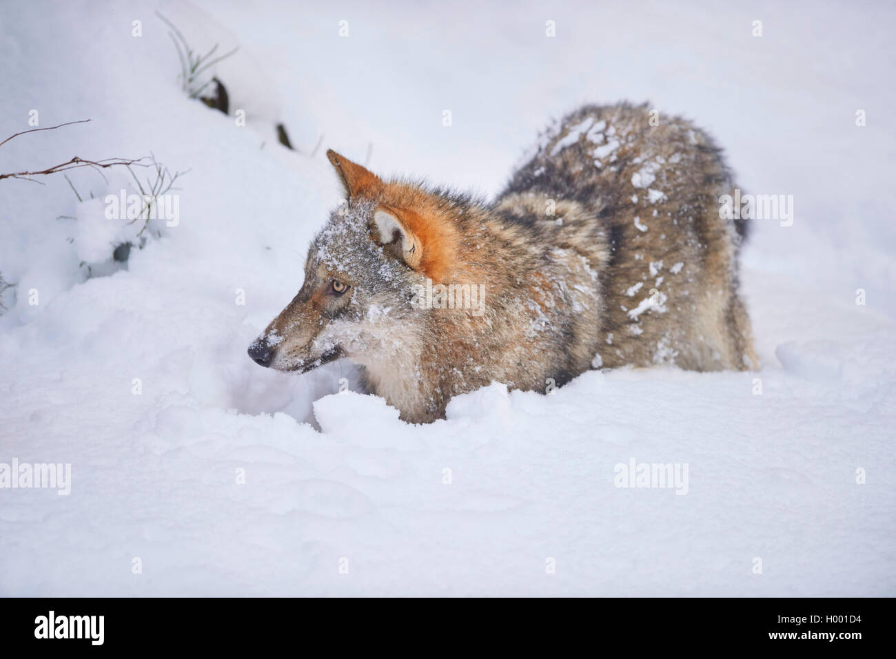 European gray wolf (Canis lupus lupus), in snow, Germany, Bavaria ...