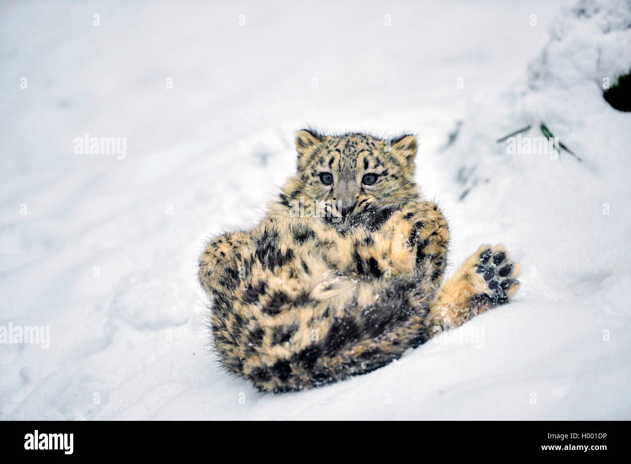 snow leopard (Uncia uncia, Panthera uncia), young animal romping in ...