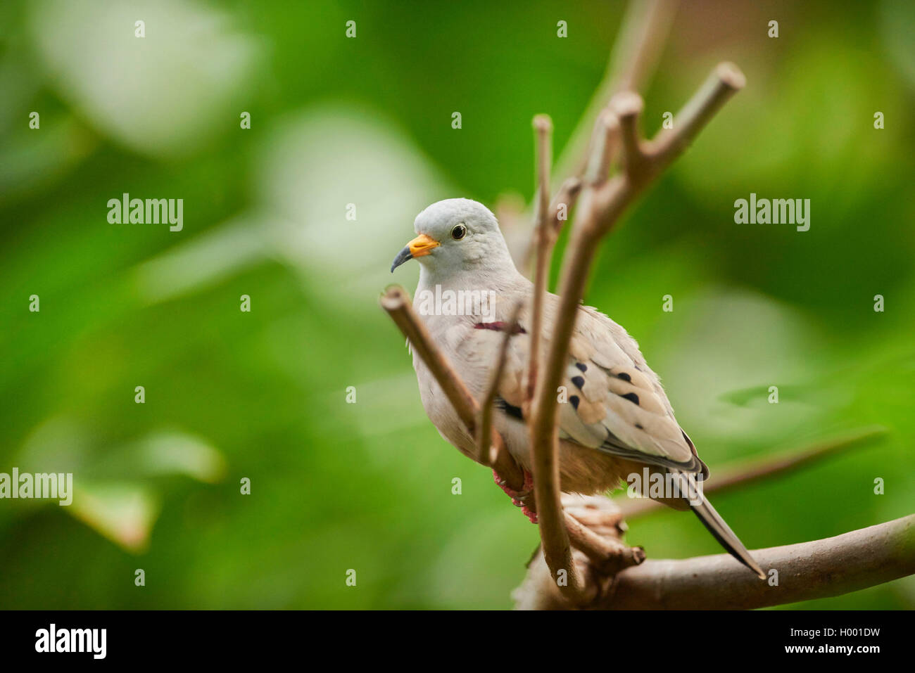 Croaking Ground Dove (Columbina cruziana), sitting on a branch, side ...