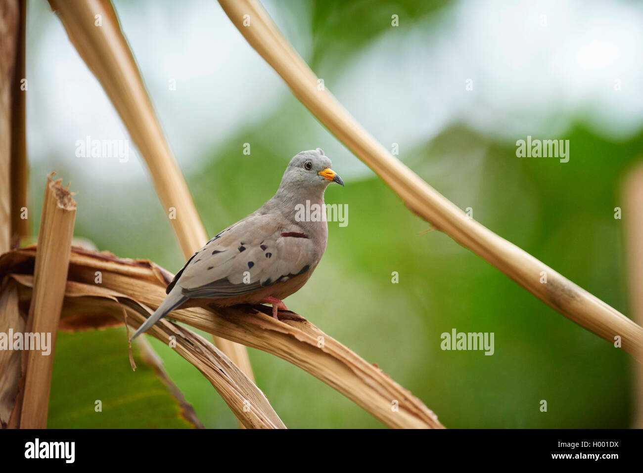 Croaking Ground Dove (Columbina cruziana), sitting on a dried leaf ...