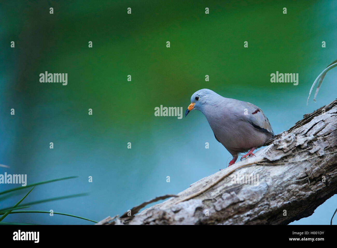 Croaking Ground Dove (Columbina cruziana), sitting on a branch, side ...
