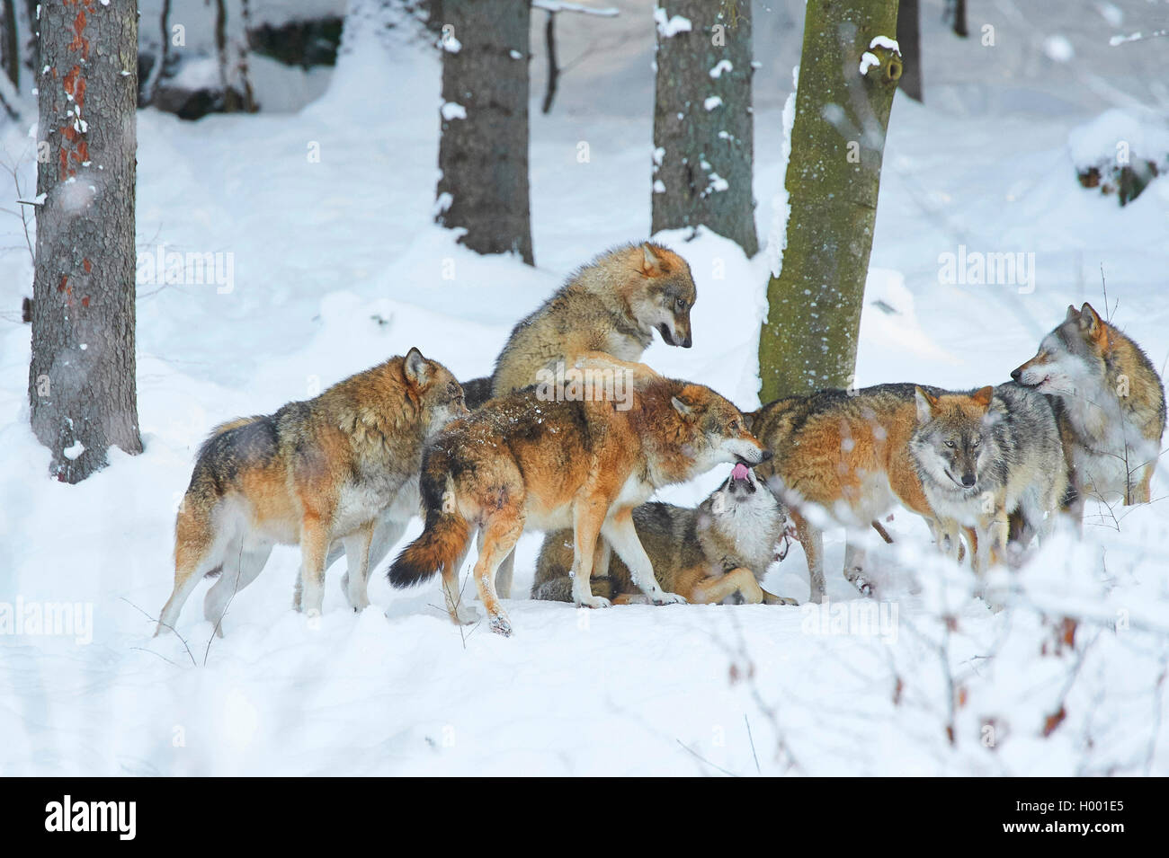 European gray wolf (Canis lupus lupus), pack of wolves in snow, Germany ...