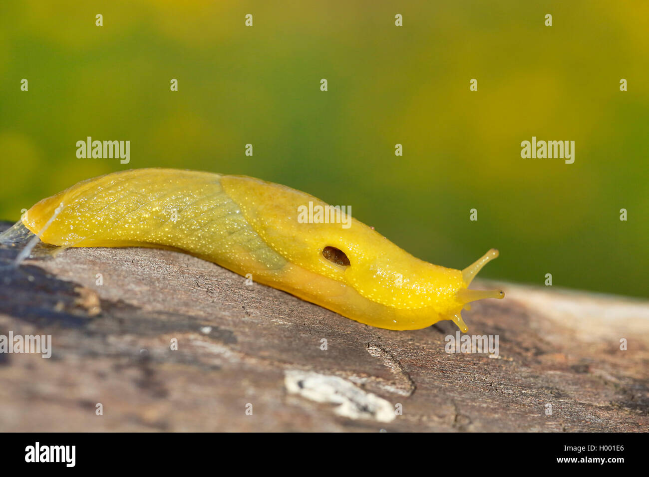 Cape wild banana hi-res stock photography and images - Alamy