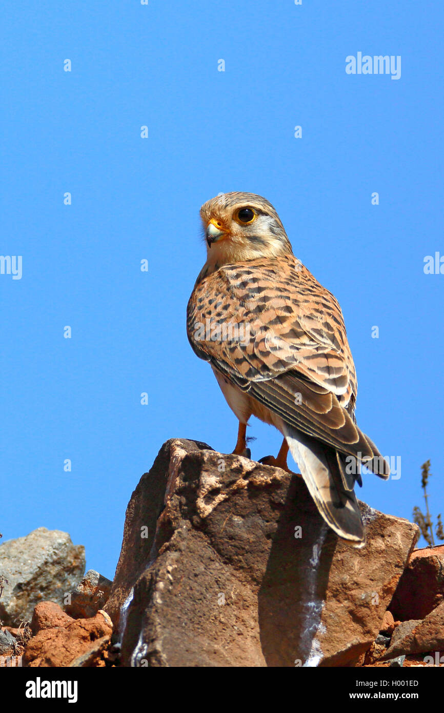 Back view kestrel hi-res stock photography and images - Alamy