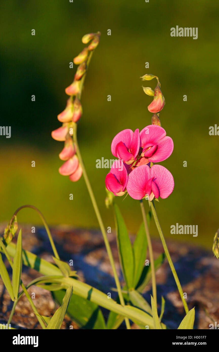 Perennial pea, Broad-leaf peavine, Everlasting Pea, Perennial Sweet Pea ...
