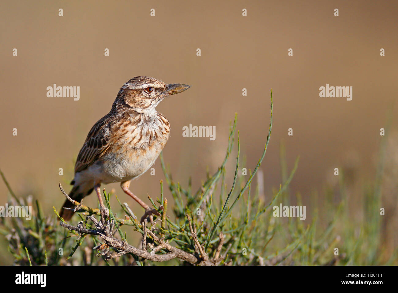 Large-billed Lark, Southern Thick-billed Lark (Galerida magnirostris ...