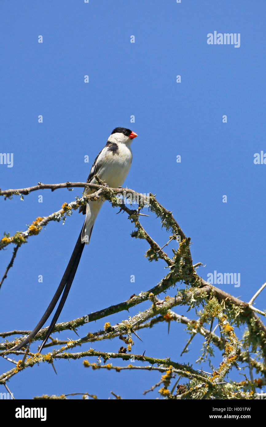 Pin-tailed whydah (Vidua macroura), Male sits on a tree, South Africa ...