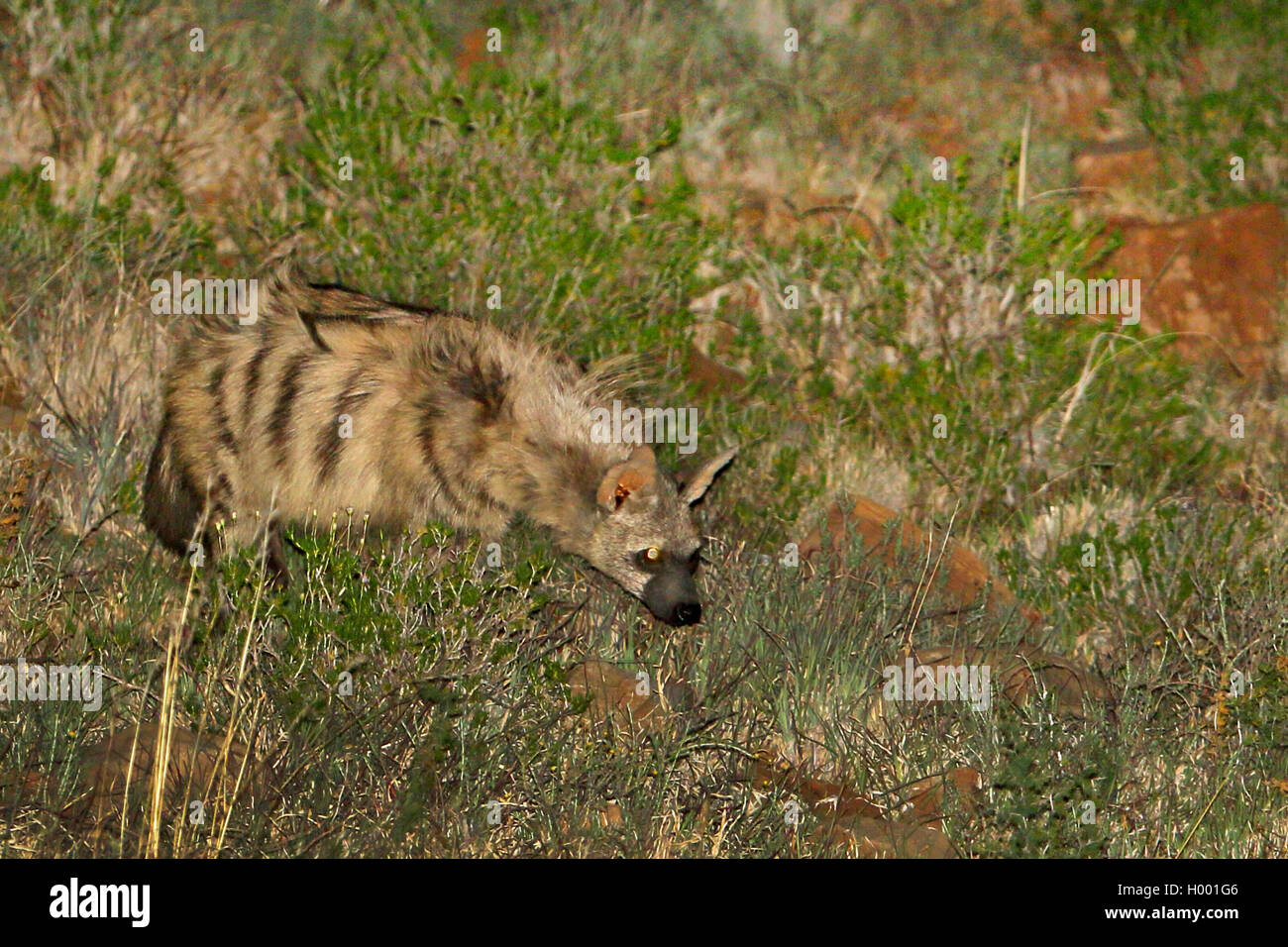 Aardwolf hi-res stock photography and images - Alamy