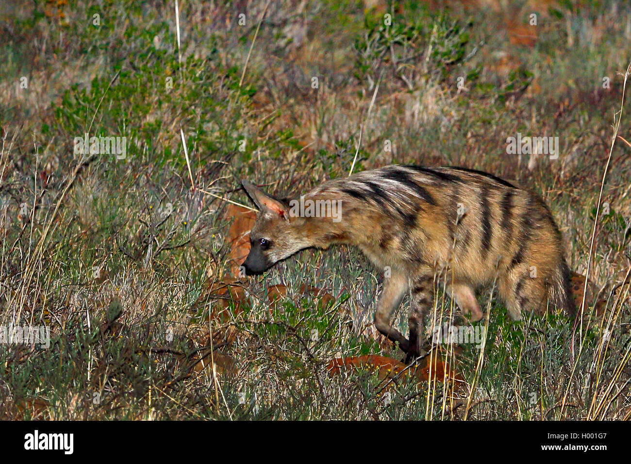 Aardwolf hi-res stock photography and images - Alamy