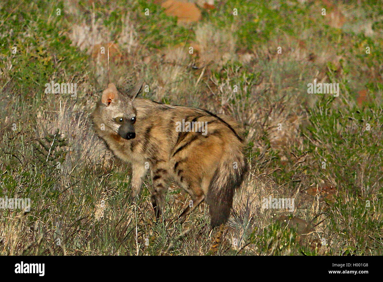 Aardwolf hi-res stock photography and images - Alamy