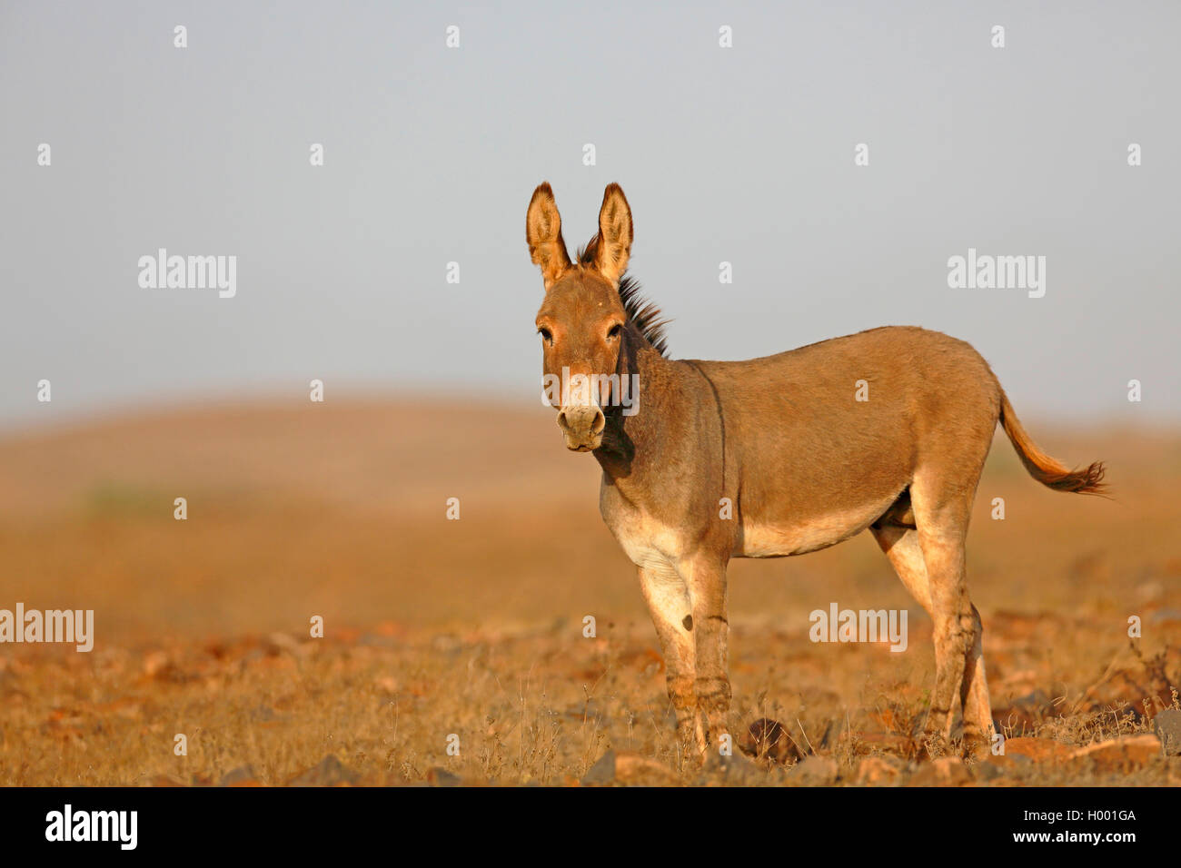 Domestic donkey (Equus asinus asinus), stands in semidesert, Cap Verde Islands, Boa Vista Stock ...