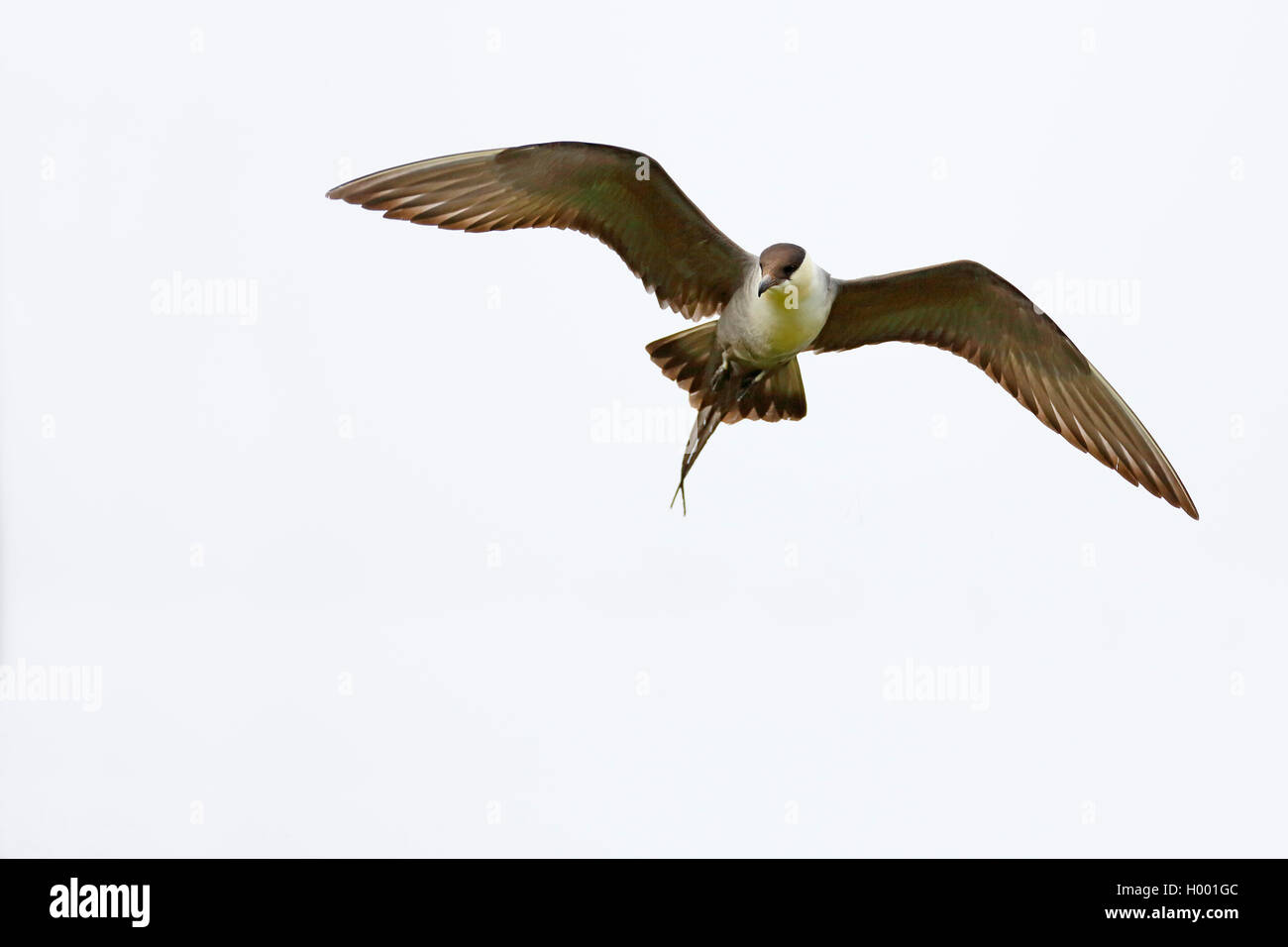 Norwegisches nordeuropa hi-res stock photography and images - Alamy