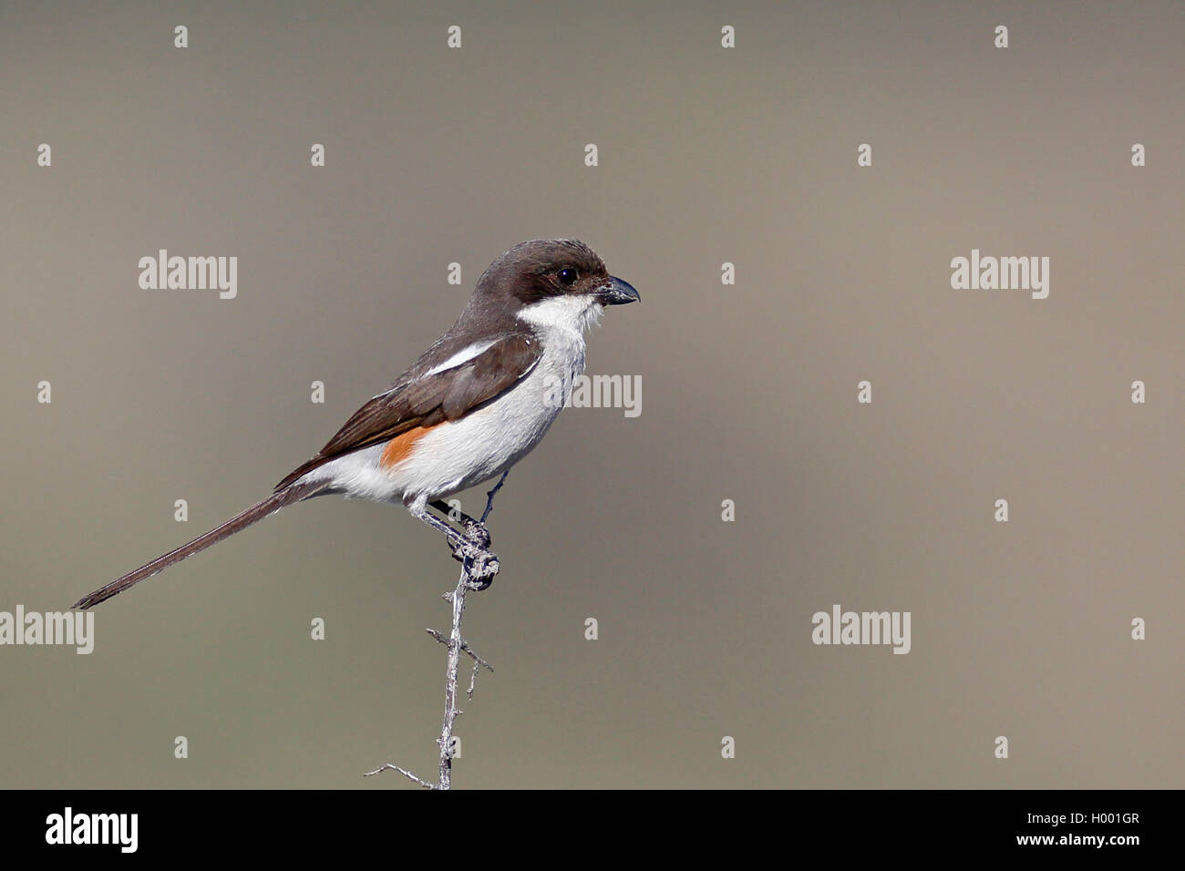 fiscal shrike (Lanius collaris), sits on a bush, South Africa, Western ...