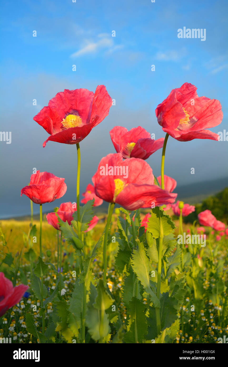 Native plants border hi-res stock photography and images - Alamy