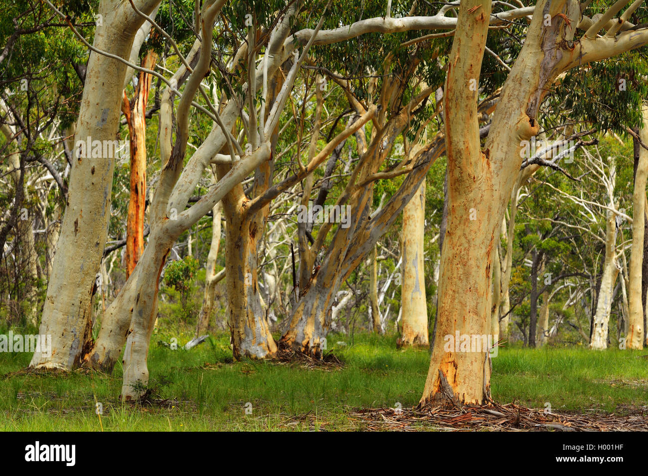 Australian gum tree trunks hi-res stock photography and images - Alamy