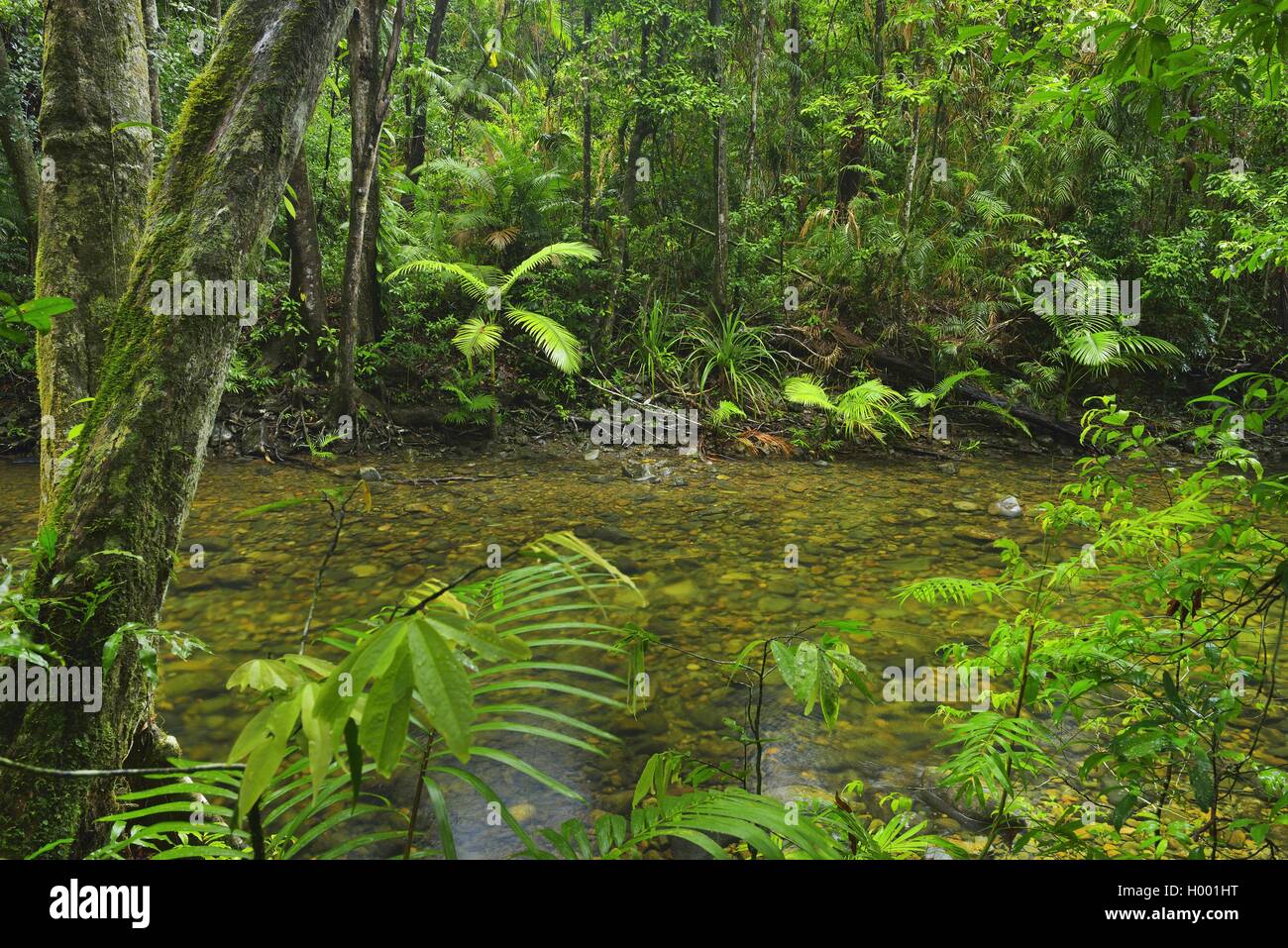 Tree fern in daintree rainforest hi-res stock photography and images ...