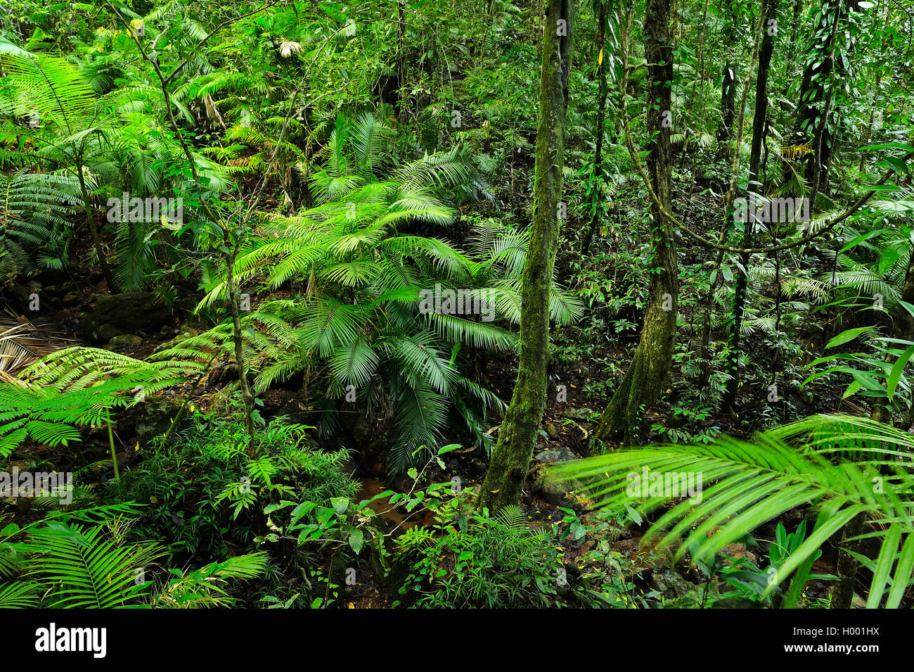Rainforest tree ferns queensland australia hi-res stock photography and ...