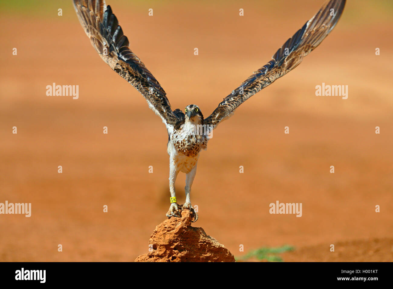 osprey, fish hawk (Pandion haliaetus), flying off, Cap Verde Islands ...
