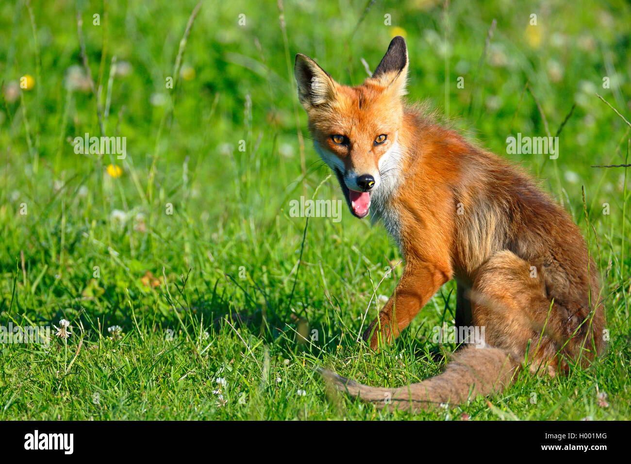 Fox sitting hi-res stock photography and images - Alamy
