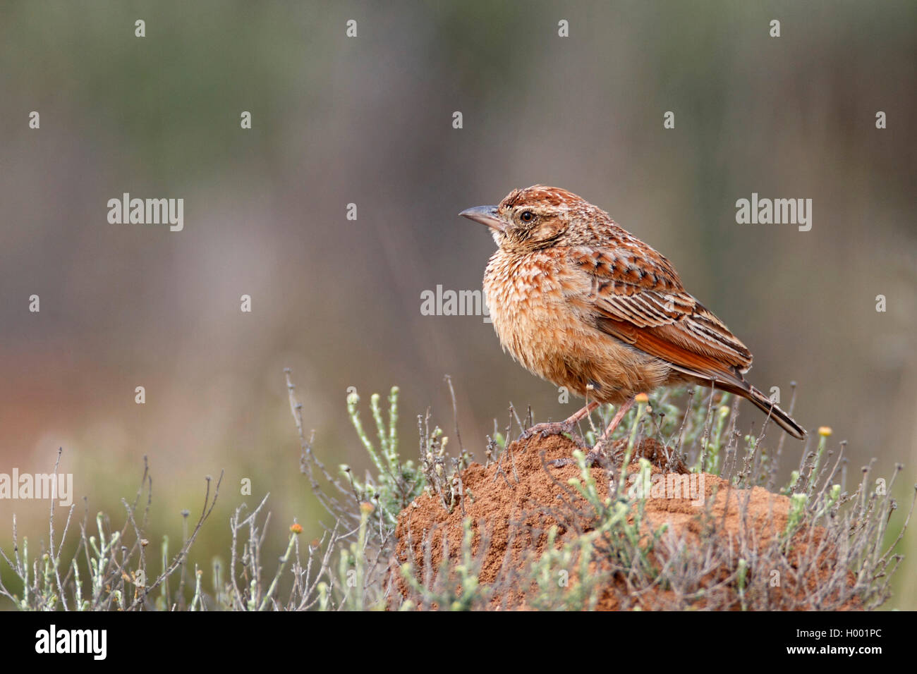 clapper lark (Mirafra apiata), sits on a termite hill, South Africa ...