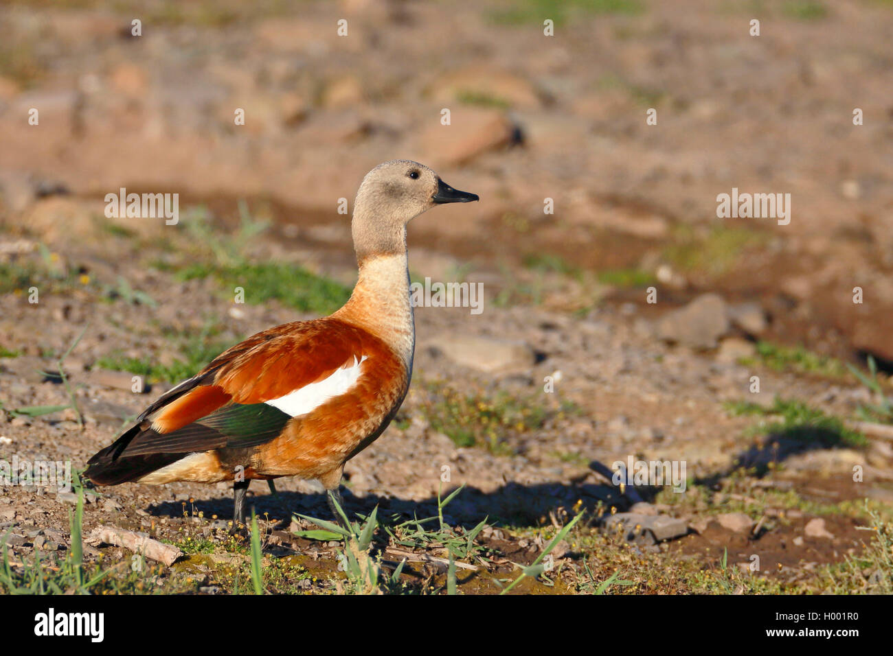 African shelducks hi-res stock photography and images - Alamy