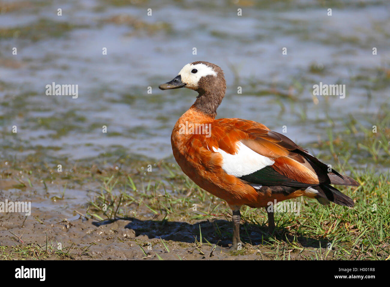 South African shelduck (Tadorna cana), female stands at the shore of a ...
